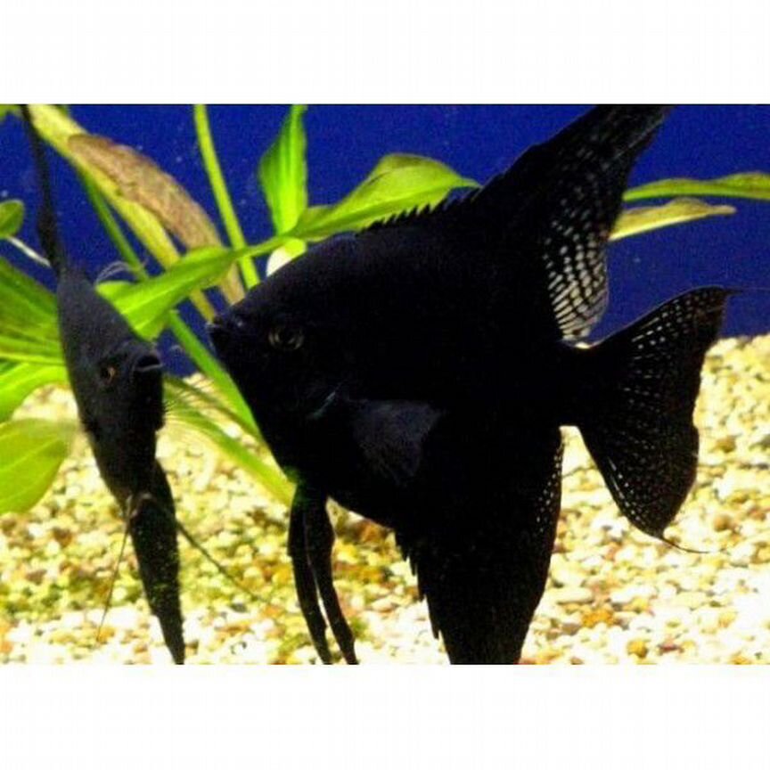 Скалярия черная