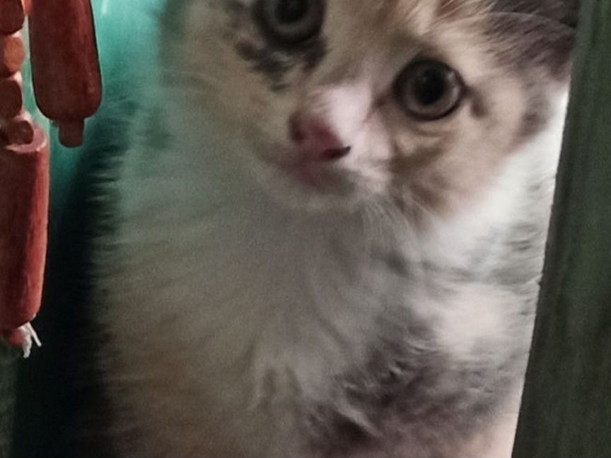 Котёнок девочка в добрые руки бесплатно