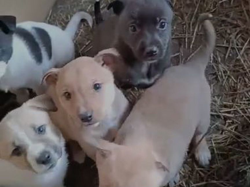 Отдам щенков в добрые руки