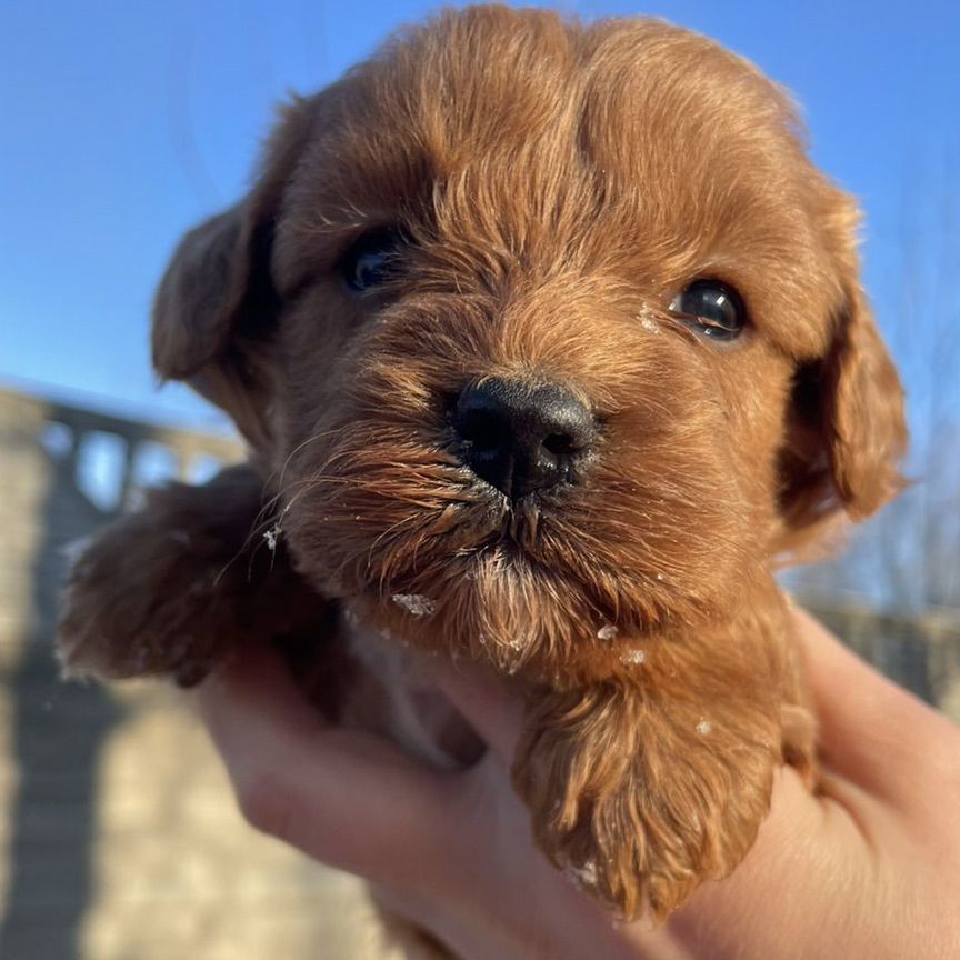 Кавалер кинг-чарльз-спаниель, щенок