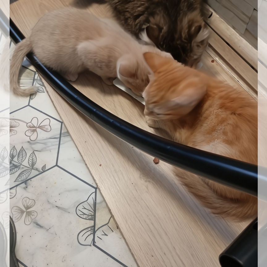 Котёнок в добрые руки