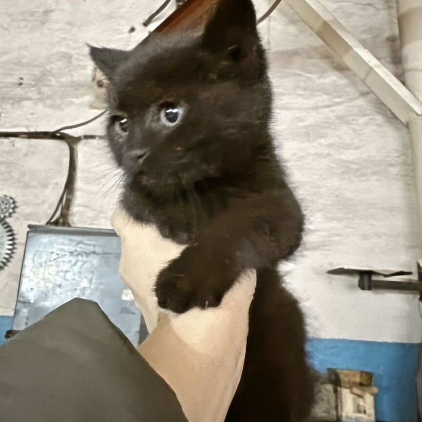 Котёнок в добрые руки