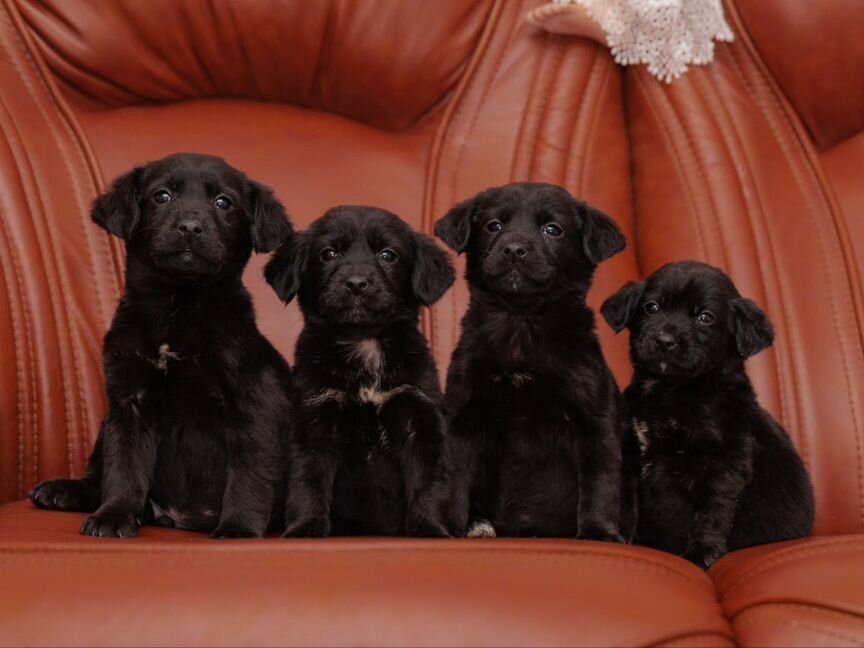 Очаровательные коко-шу