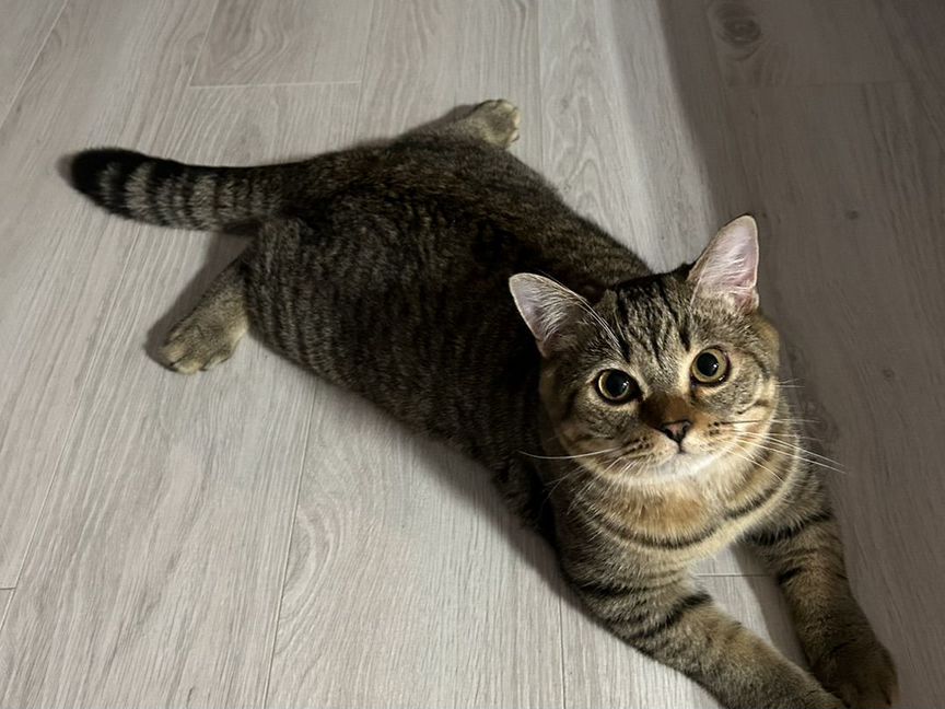 Шотландский кот