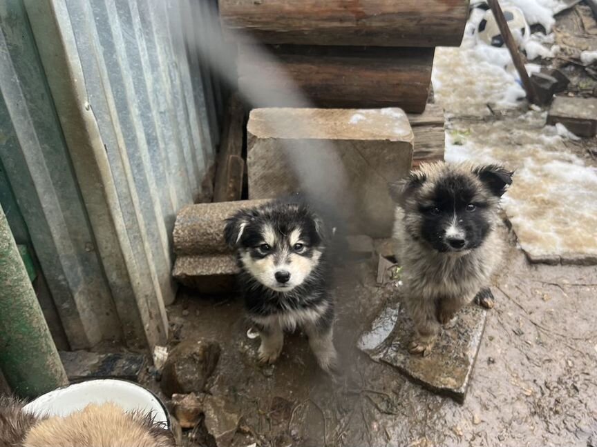 Отдам в добрые руки