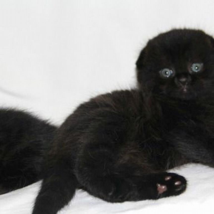 Вислоухие котята