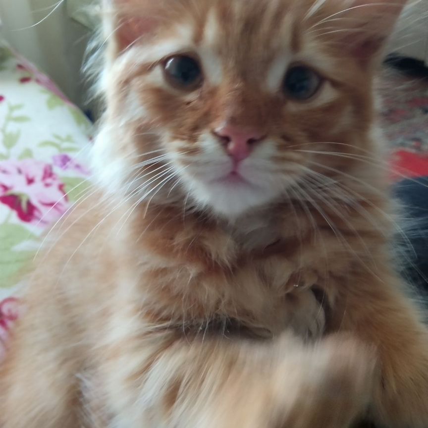 Рыжий котенок