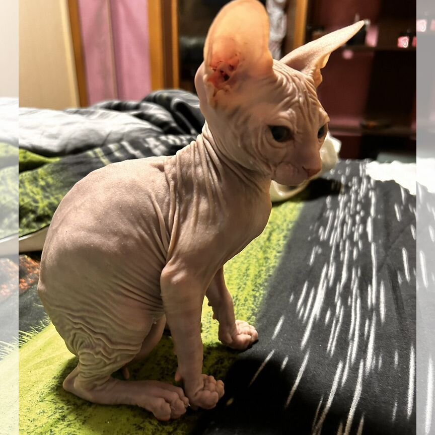 Канадский сфинкс котёнок