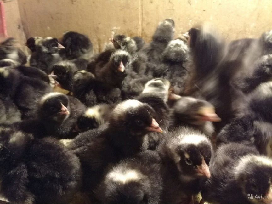 Цветной бройлер