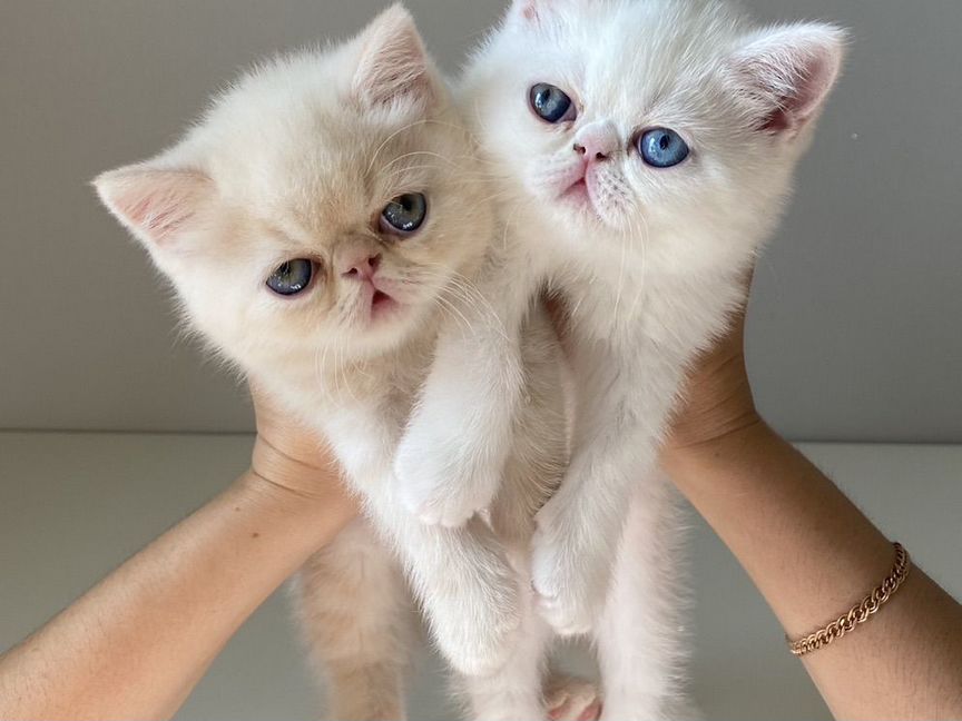 Котенок экзот короткошерстный