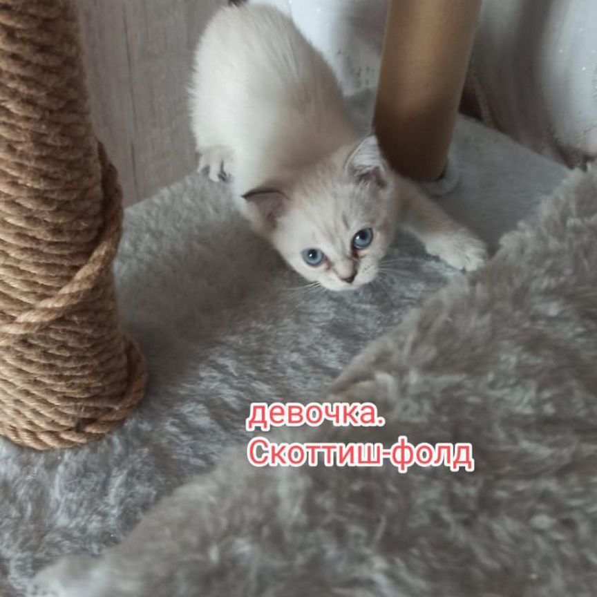 Отдам в хорошие руки
