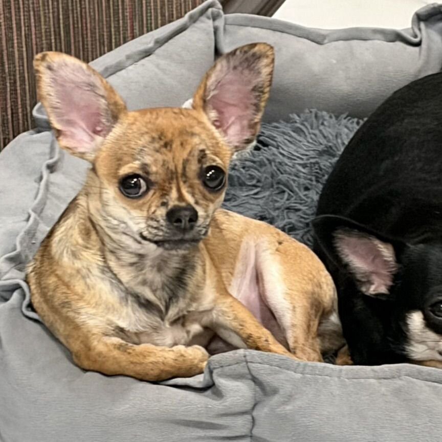 Чихуахуа, щенок