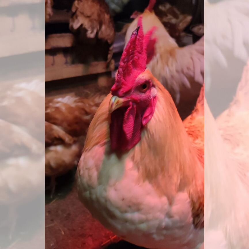 Молодые петухи