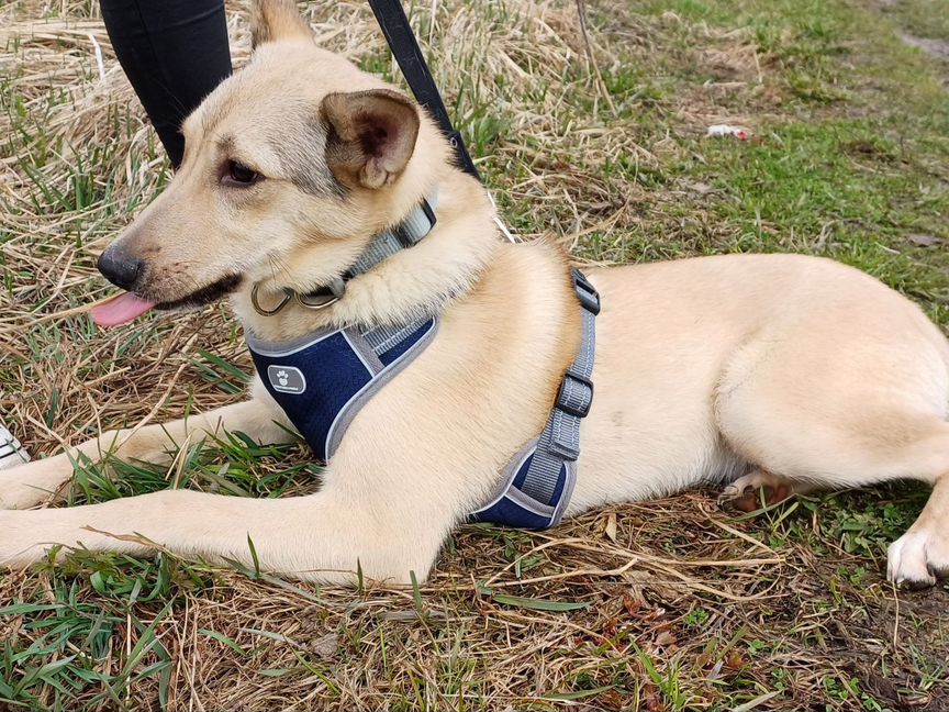 Шикарный и хорошо воспитанный щенок