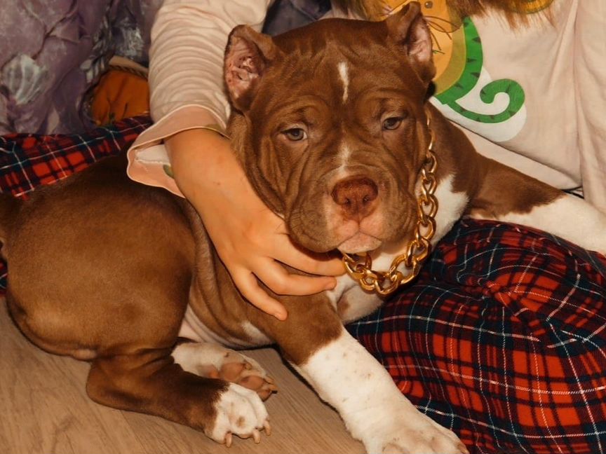 Американский булли батончик