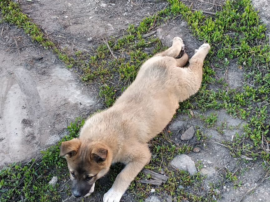 Щенок русская дворовая