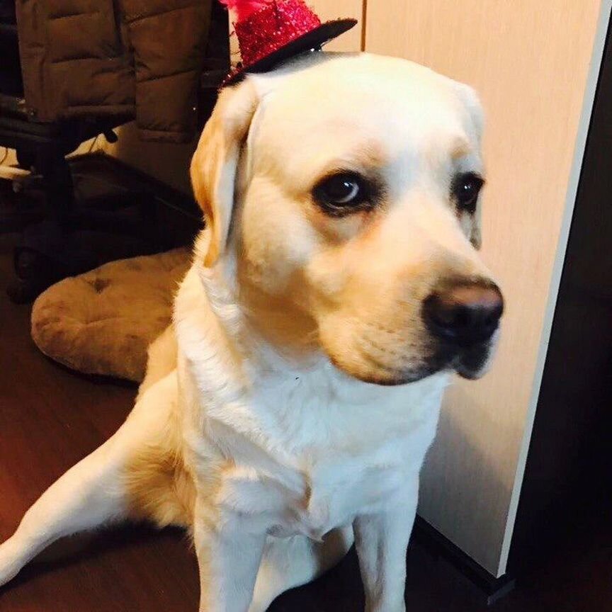 Отдам в хорошие руки, всвязи с переездом