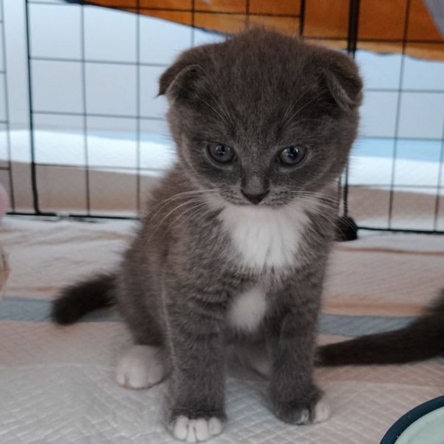 Шотландский вислоухий мальчишка