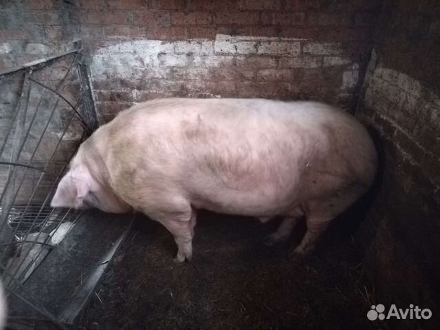 Хряк на племя ландрас