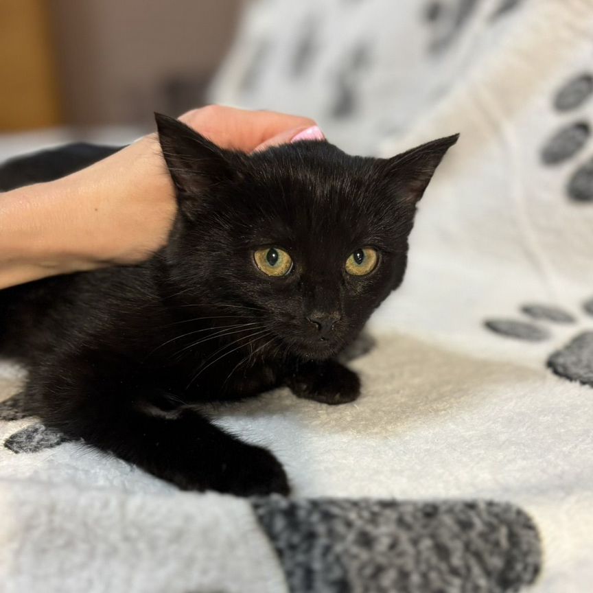 Котенок девочка в добрые руки