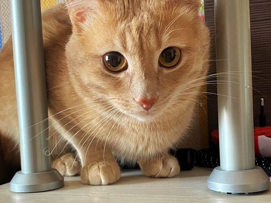 Котик крем-брюле