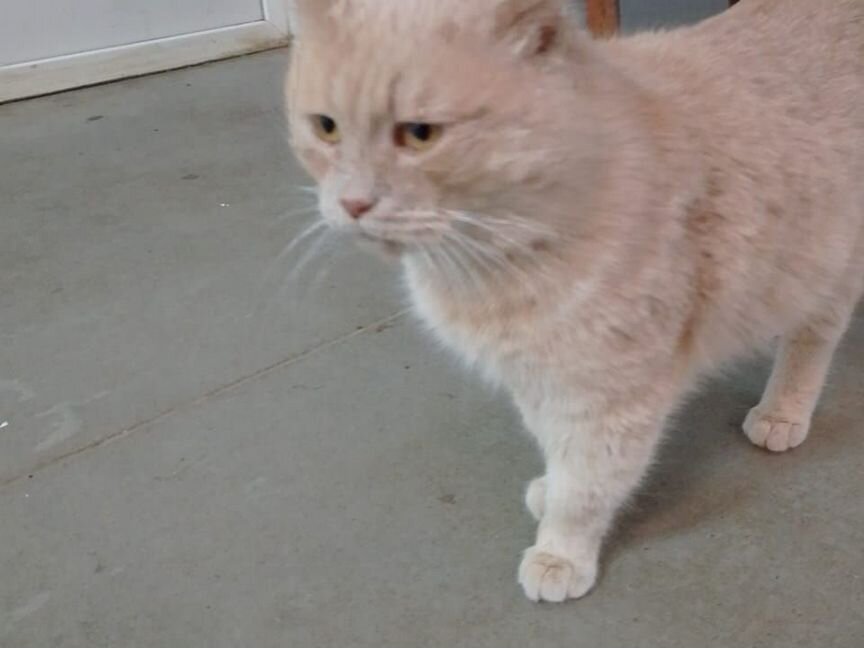 Кот бесплатно