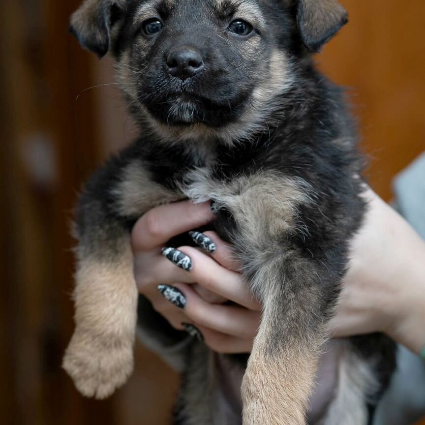 Щенок в добрые руки