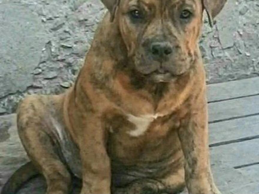 Американский булли