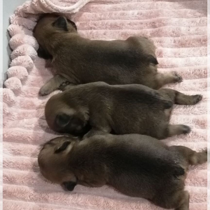 Французский бульдог, щенок