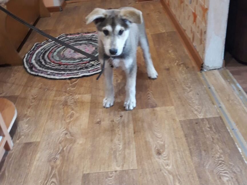 Щенок (помесь овчарки и лайки)