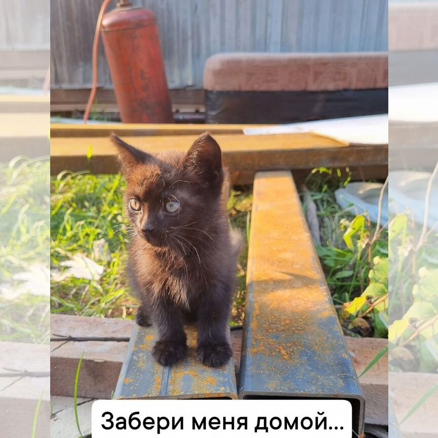 Котята ручные