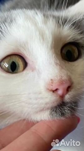 Котенок с необыкновенно красивыми глазами