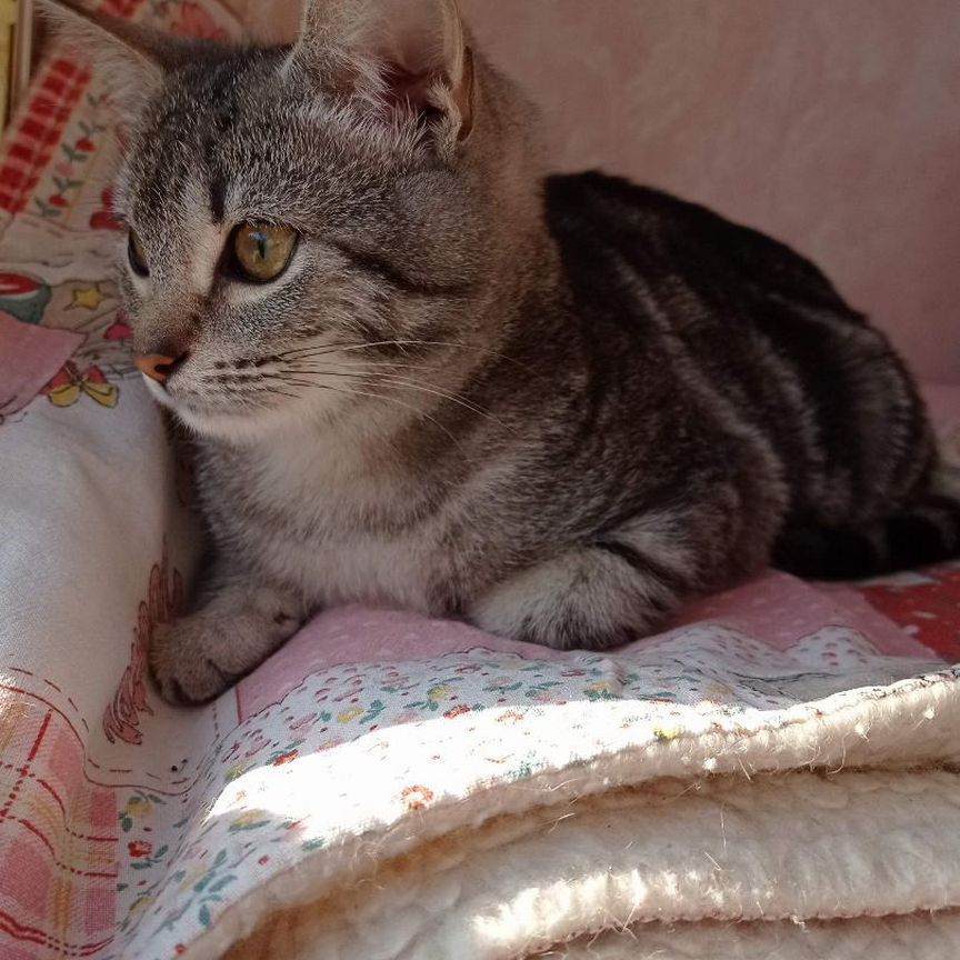 Котёнок девочка мраморного окраса