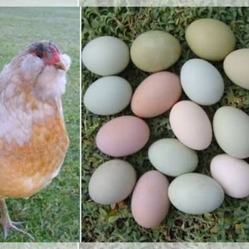 Куры амераукана