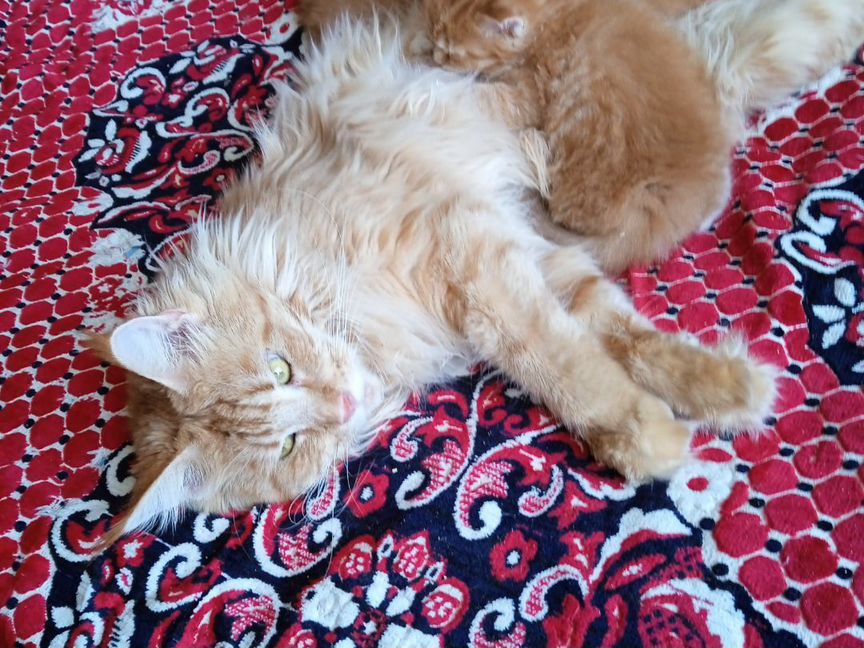 Котята майнкун бронь