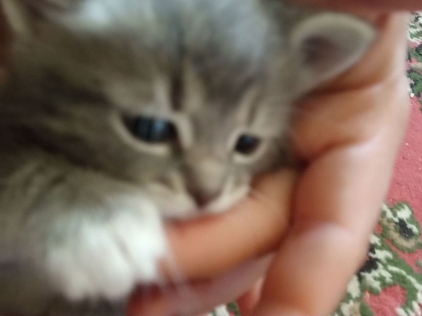 Кошка