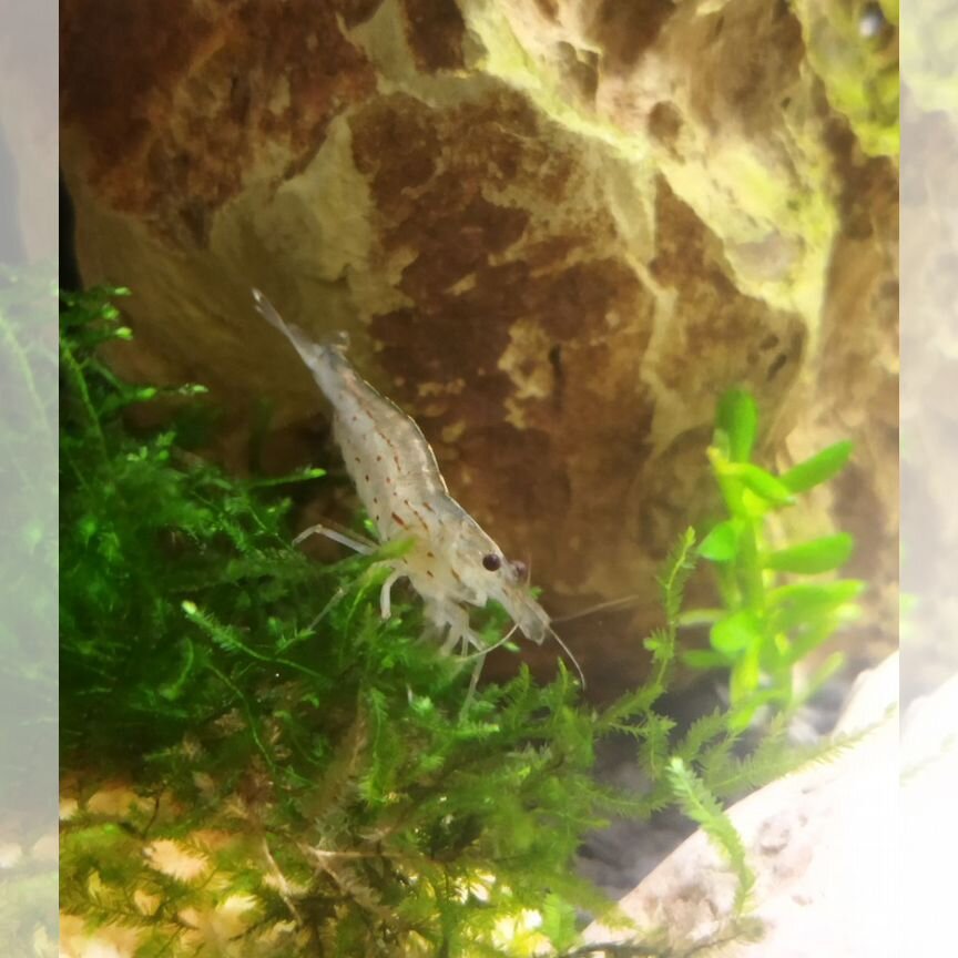 Креветки амано