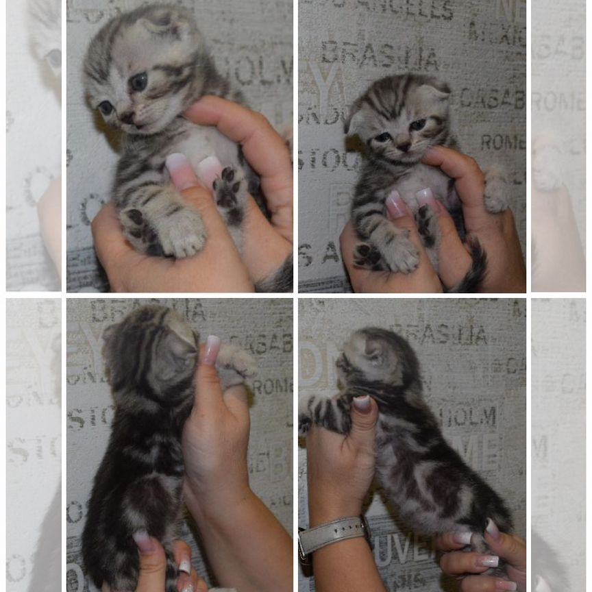 Шотландские мраморные котята