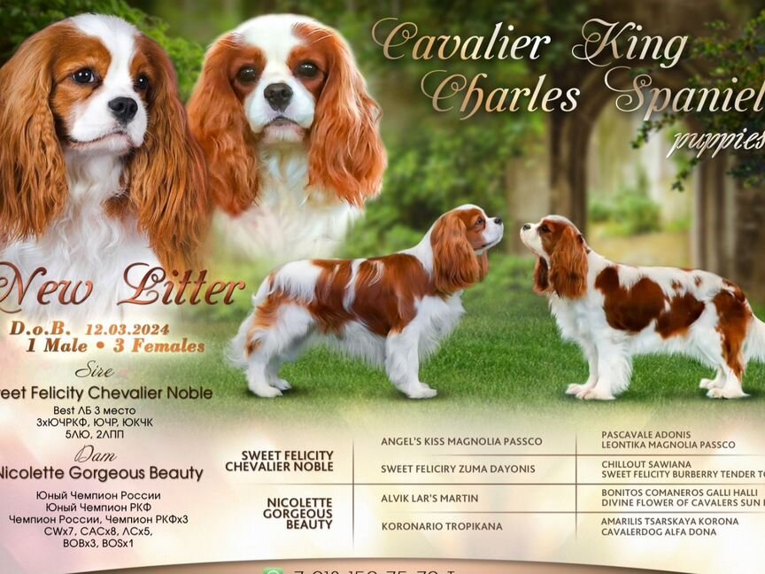 Кавалер кинг чарльз спаниель