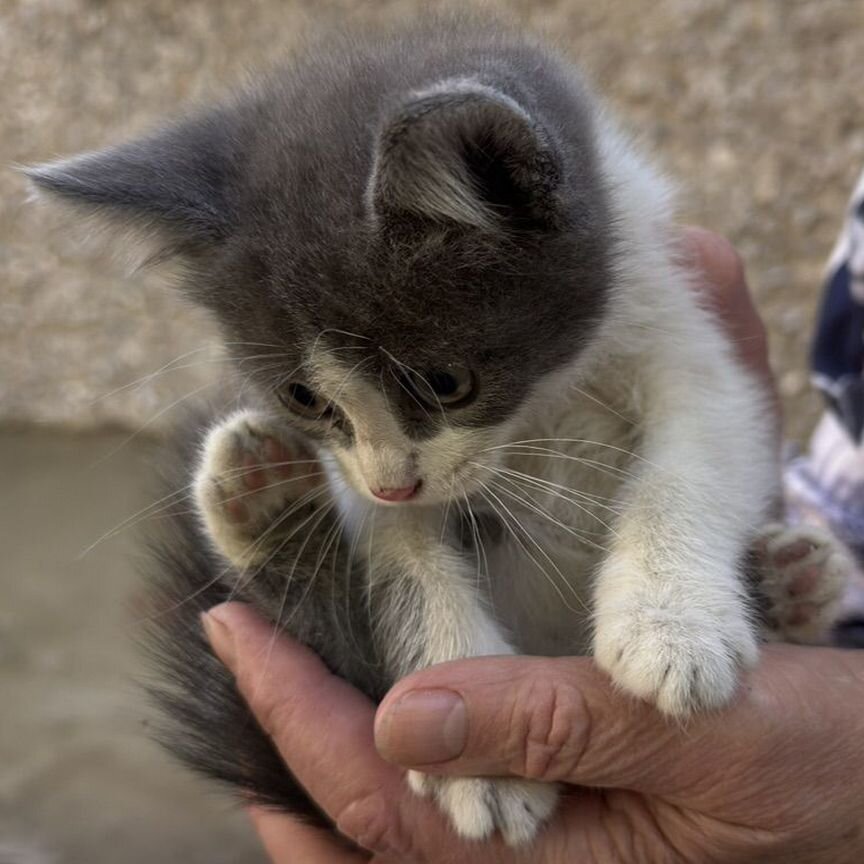 Котёнок в добрые руки