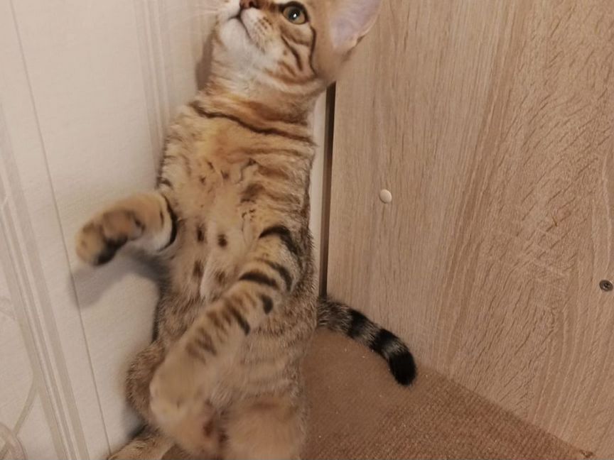 Ваш любимчик ищет вас