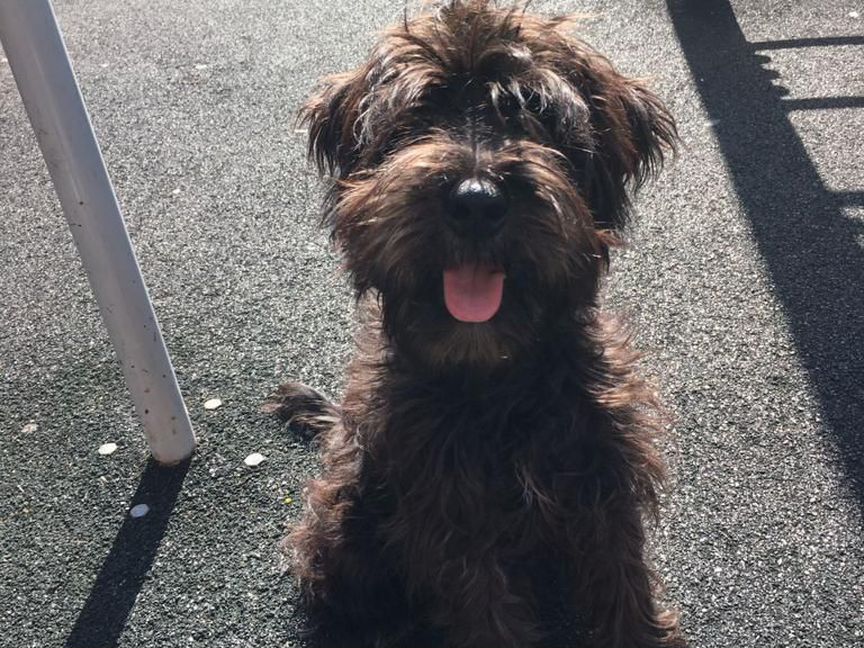 Продам собаку