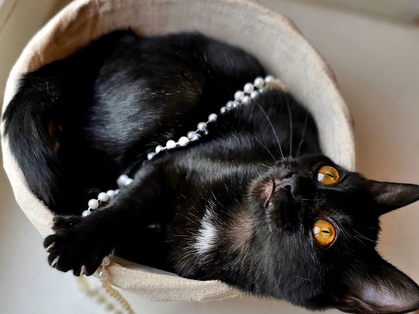 Котёнок Черничка