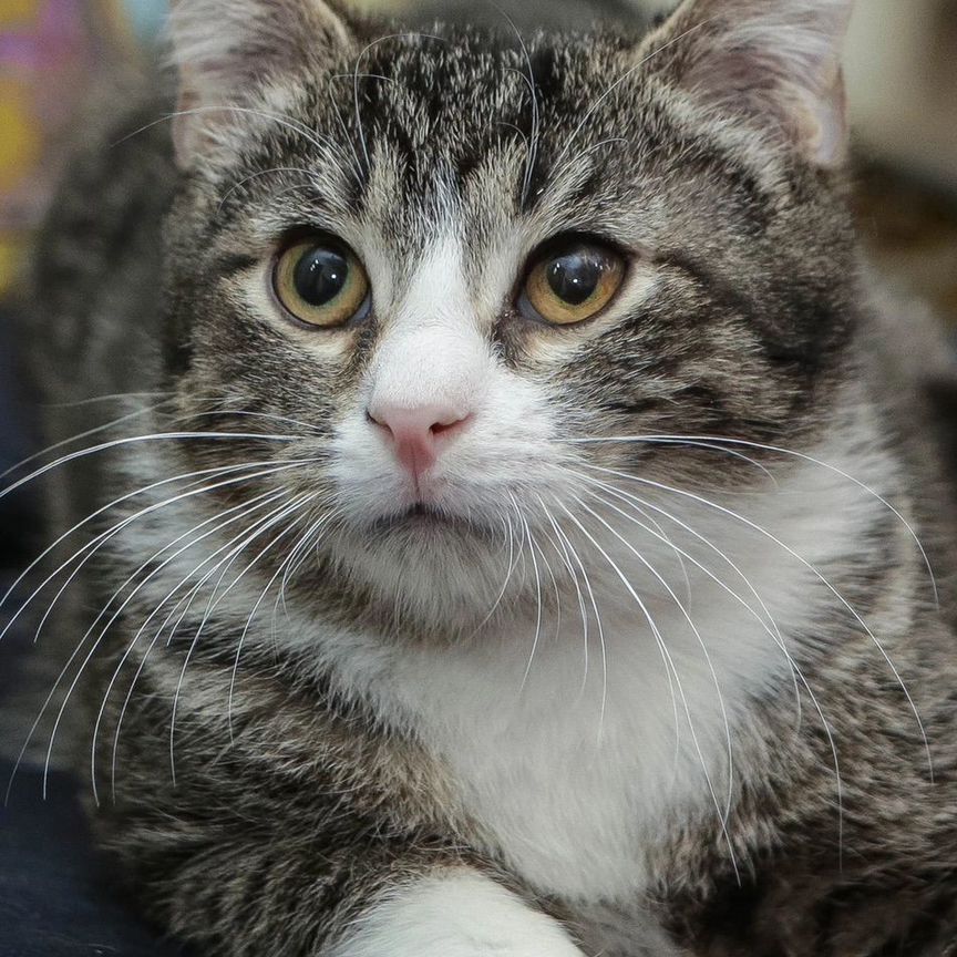 Котенок 5 месяцев