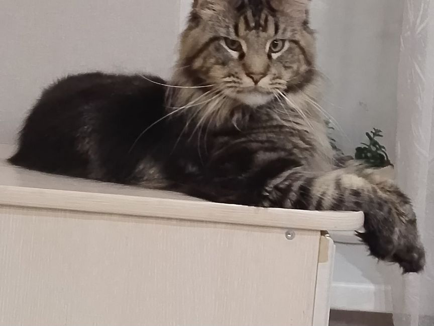 Вязка мейнкуны