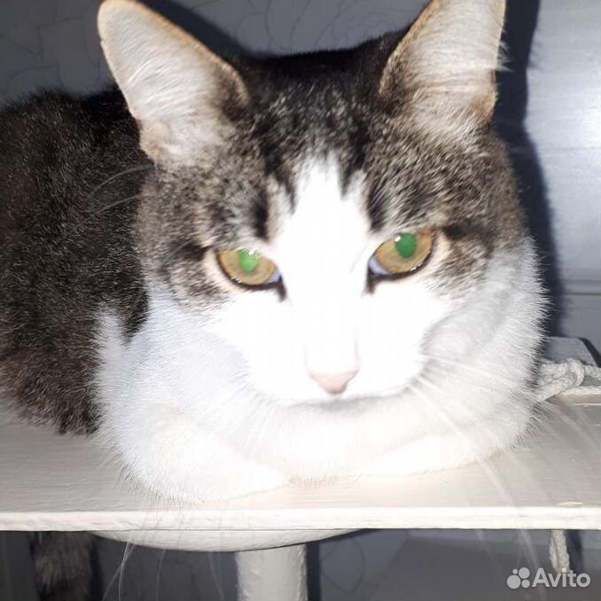 Даша в семью