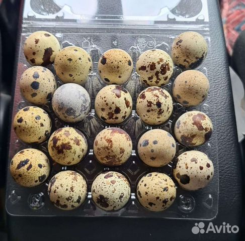 Яйца перепелиные инкубационные