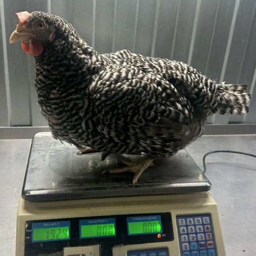 Несушки доминант от производителя