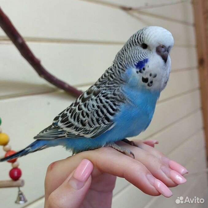 Выставочный волнистый попугай, ввп чех птенцы