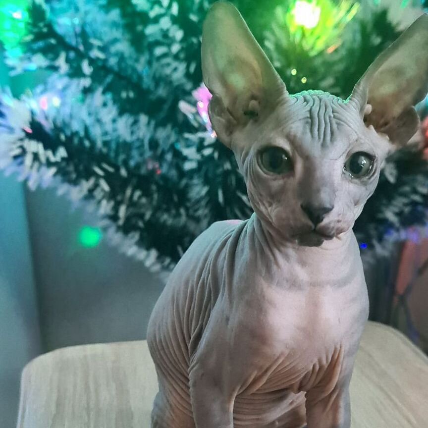 Канадский сфинкс